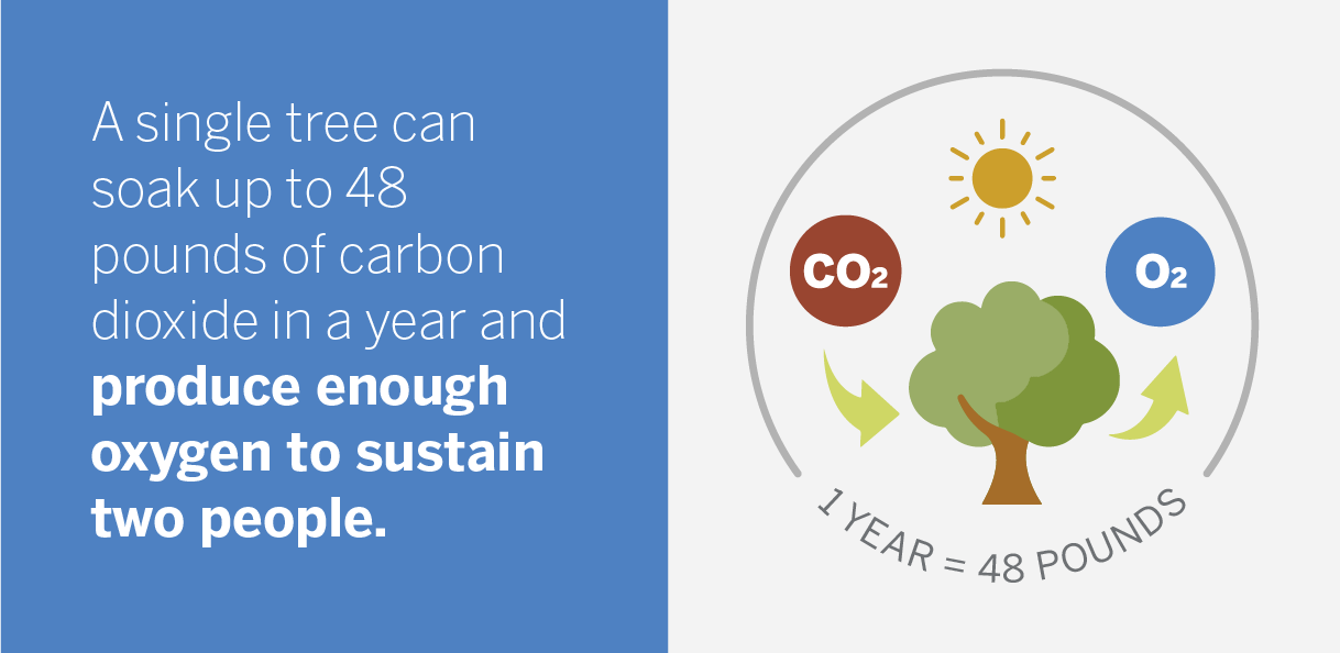 The Power of Trees in Shaping Sustainable Urban Places