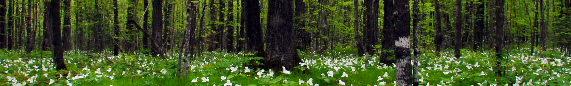 Natural Resources Services